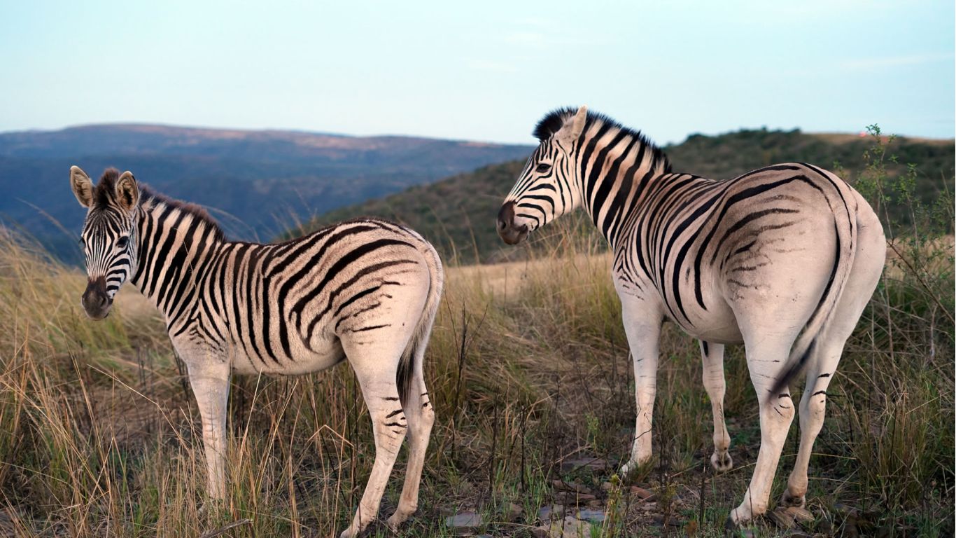 Harry Gwala Development Agency - Harry Gwala Development Agency